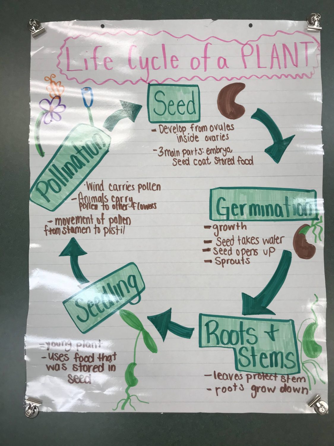 6 Engaging and Interactive Life Cycle Activities For Kids – Chloe ...