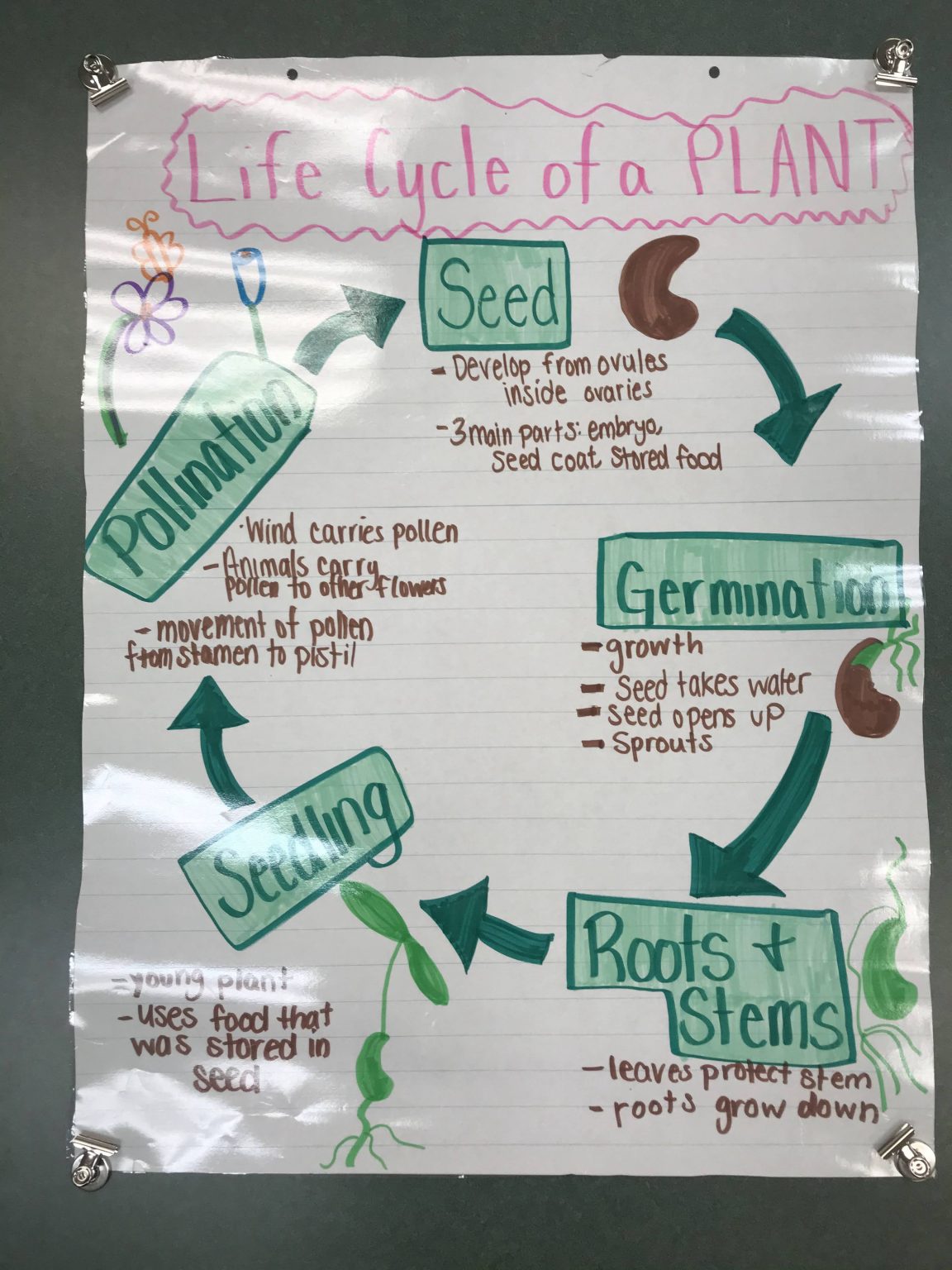 6 Engaging and Interactive Life Cycle Activities For Kids – Chloe ...