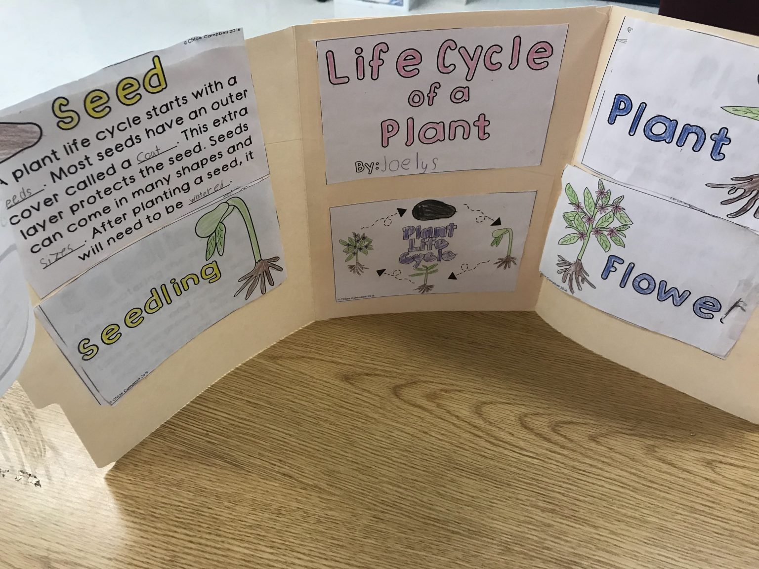 6 Engaging and Interactive Life Cycle Activities For Kids – Chloe ...