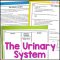 Urinary System Reading Comprehension & Questions Human Body Systems ...
