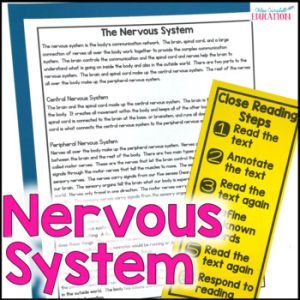 The Brain & Nervous System Reading Comprehension Passage & Questions ...