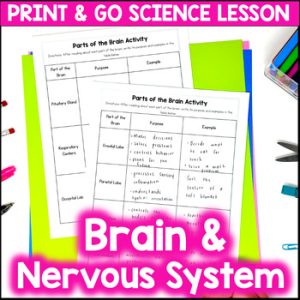 The Brain & Nervous System – Human Body Organs 5th Grade Science Lesson ...