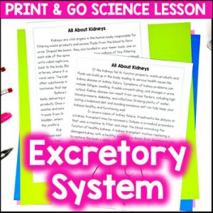 Excretory System Activities & Lesson – 5th Grade Human Body Systems ...